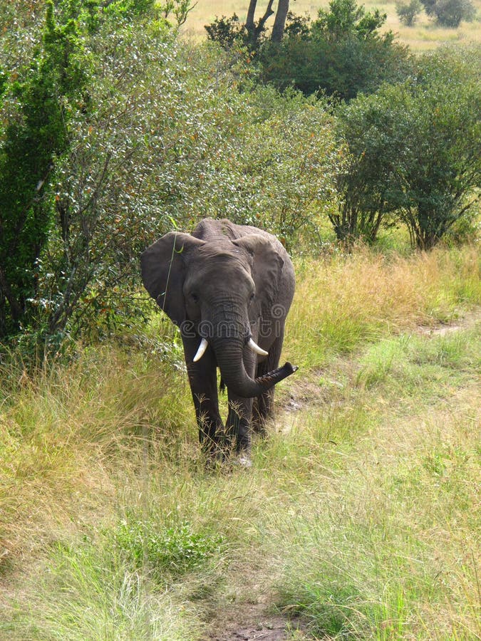 La Faune De La Savane D'afrique Orientale Photo stock - Image du ...