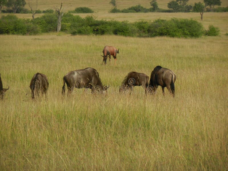 La Faune De La Savane D'afrique Orientale Photo stock - Image du ...