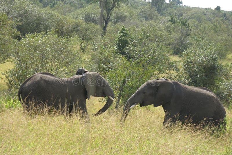 La Faune De La Savane D'afrique Orientale Photo stock - Image du ...