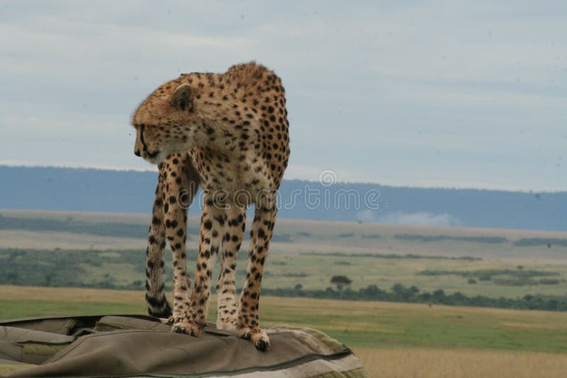 La Faune De La Savane D'afrique Orientale Photo stock - Image du herbe ...