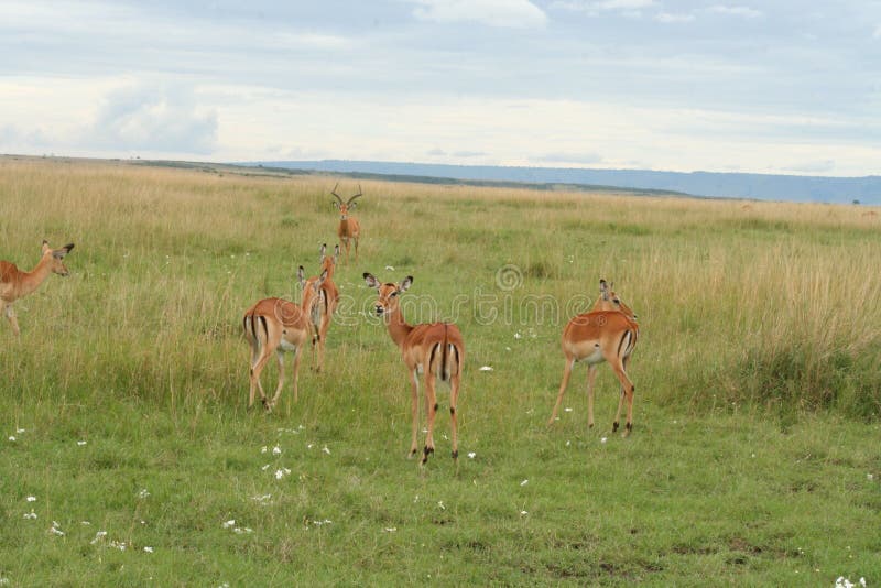 La Faune De La Savane D'afrique Orientale Photo stock - Image du ...