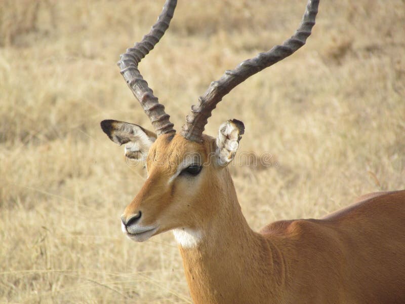 La Faune De La Savane D'afrique Orientale Photo stock - Image du ...