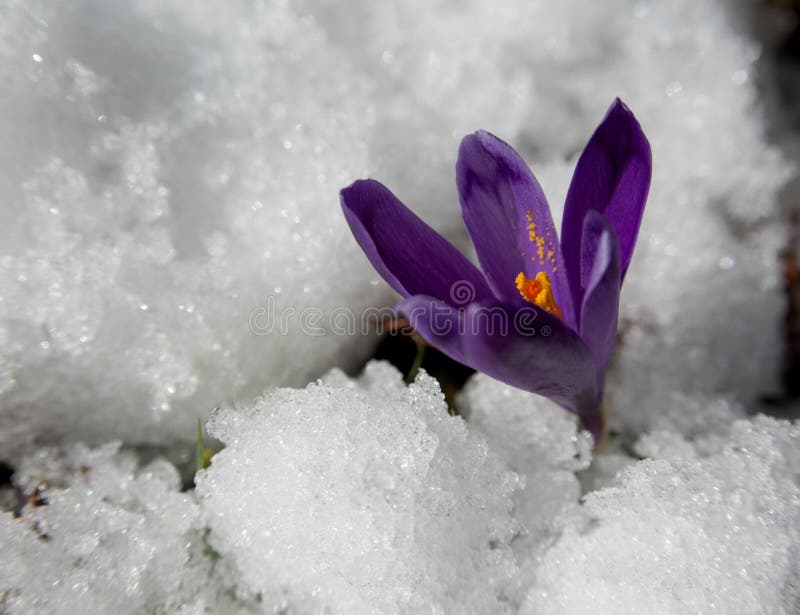 La Fin De L'hiver - Floraison Des Crocus Photo stock - Image du ...