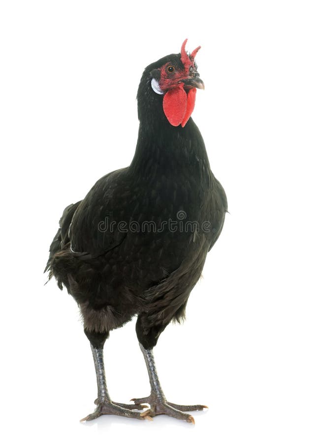 La Fleche chicken stock photo. Image of isolated, chicken - 82953010