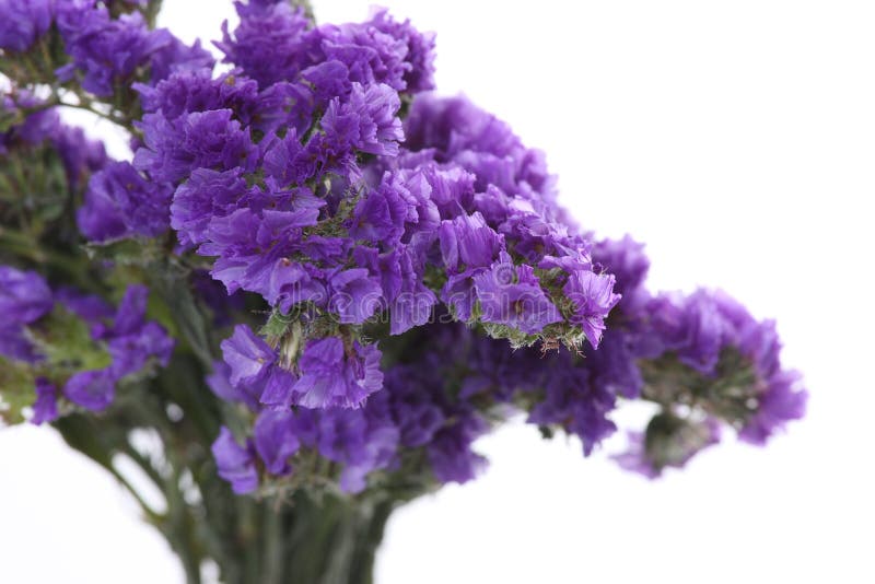 Fleurs De Statice - Limonium Sinuatum Photo stock - Image du fleur ...