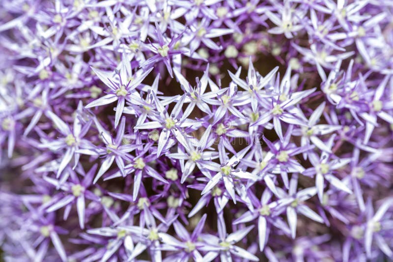 La fleur d'ail image stock. Image du centrale, lavande - 106184799
