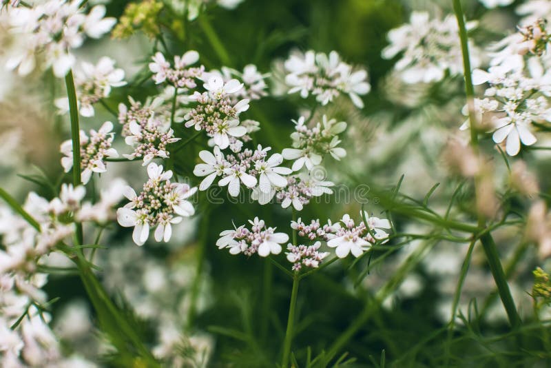 La fleur de coriandre photo stock. Image du nourriture - 100592624