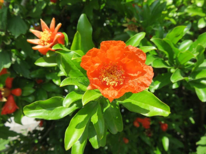 La fleur de la grenade photo stock. Image du lames, rouge - 42279780