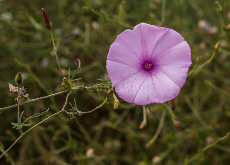 La Fleur Du Liseron De Mauve Image stock - Image du espagnol, près ...