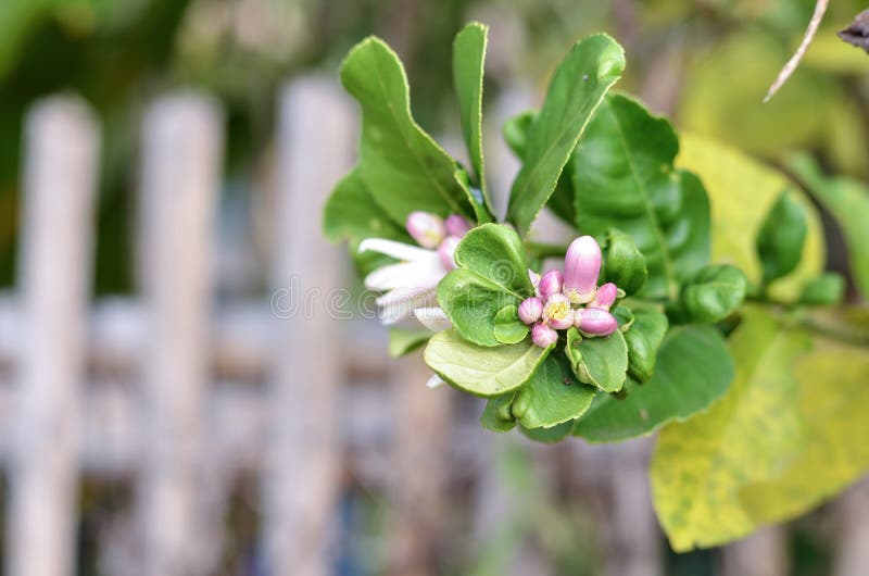 La fleur du pamplemousse photo stock. Image du pourpré - 36498458