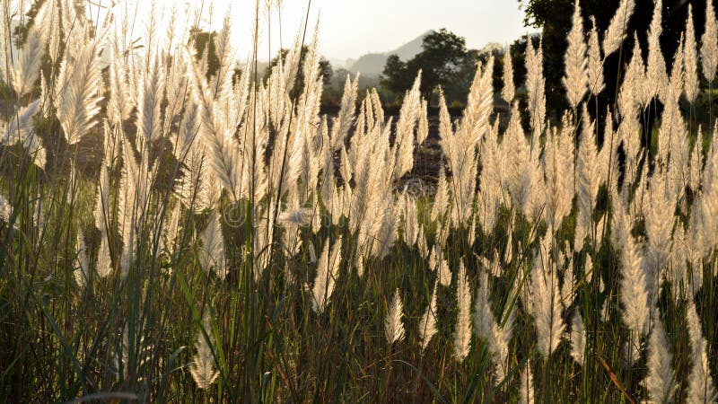 Roseau Géant Et Arbres Dans La Réserve Naturelle D'estuaire De Rivière ...