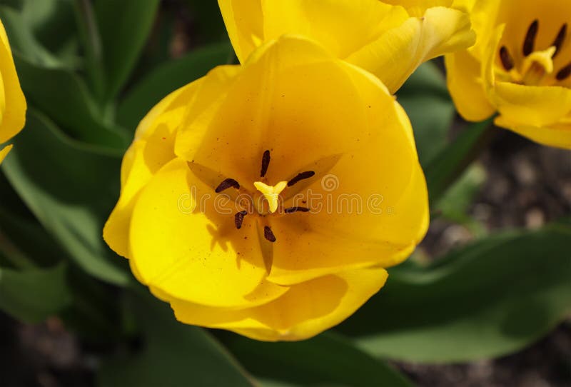 La Fleur a Ouvert Une Tulipe Jaune Photo stock - Image du fleuriste ...