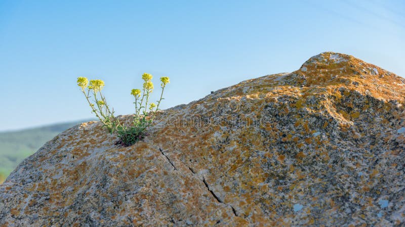 La Flor Amarilla Crece En Roca Foto de archivo - Imagen de crecimiento ...