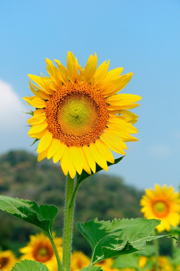 La flor colorida del sol imagen de archivo. Imagen de floral - 15089041