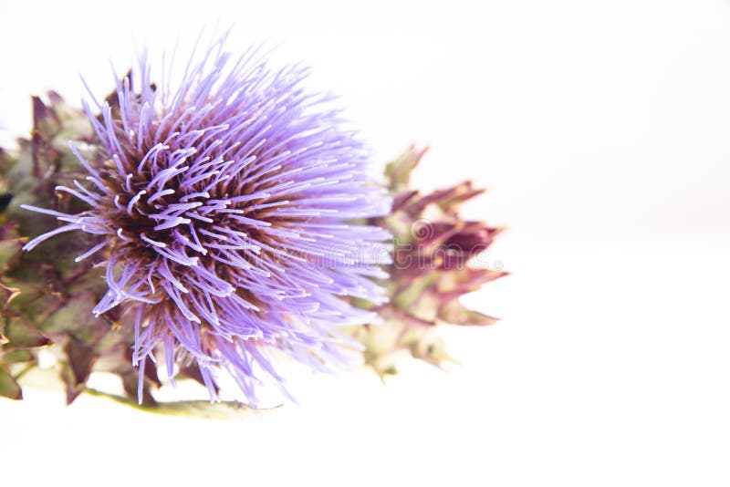 La flor de la alcachofa foto de archivo. Imagen de aislado - 32352228