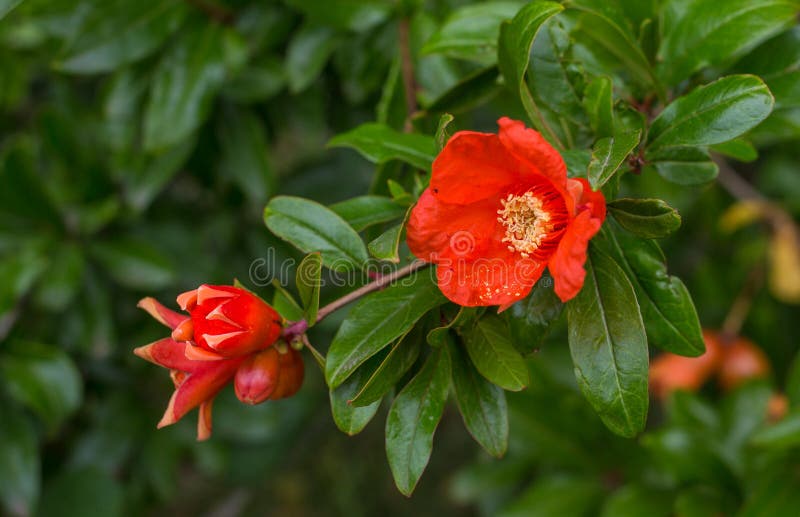 Granatum L Del Punica De La Granada , Frutas Y Flor Imagen de archivo ...