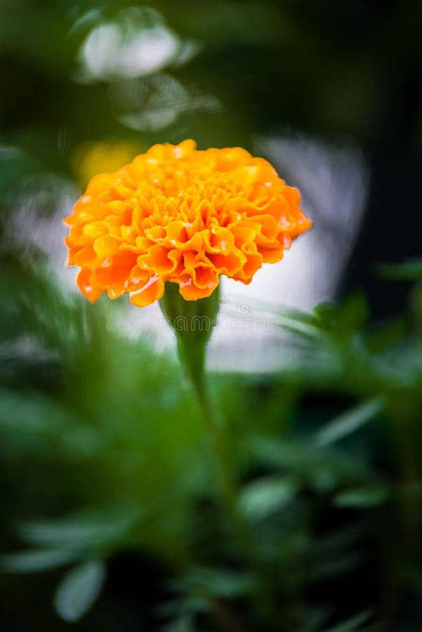 La Flor De La Maravilla Es Primer Foto de archivo - Imagen de floral ...
