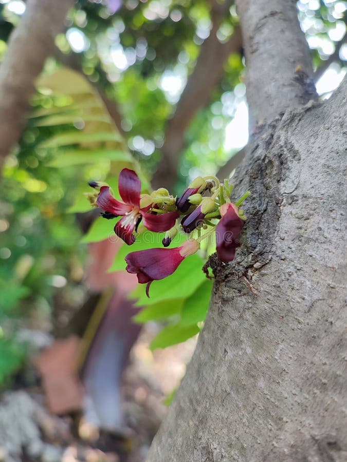 La Flor De Las Estrellas Que Vive En La Isla De Java Foto de archivo ...