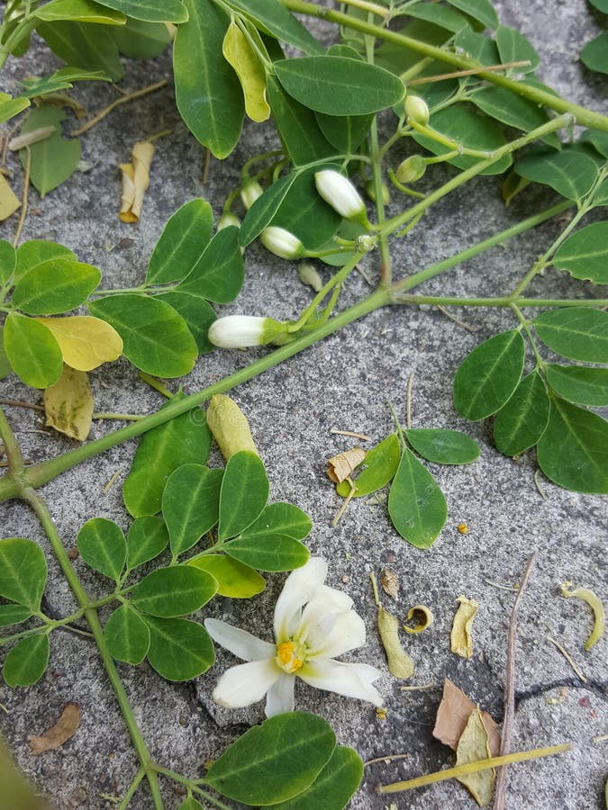 La Flor De Moringa Es Un Polen Interior Blanco Y Amarillo Imagen de ...