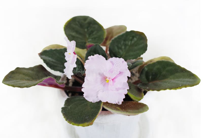 La Flor De Una Violeta Es Rosada Flores De La Violeta Foto de archivo ...