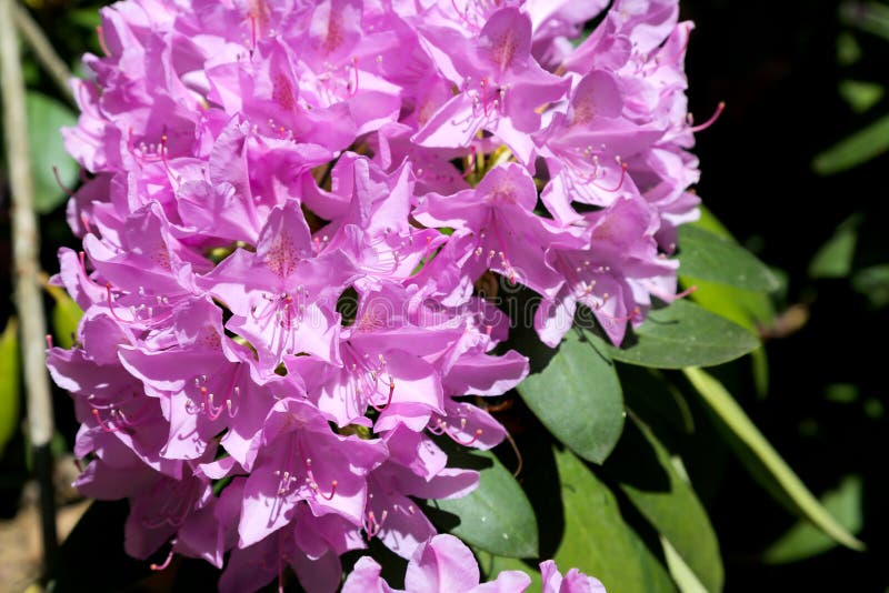 La Flor Del Rododendro Y Sus Hojas Imagen de archivo - Imagen de ramo ...