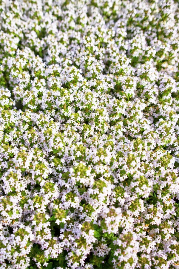 La flor del tomillo foto de archivo. Imagen de esencial - 127866546