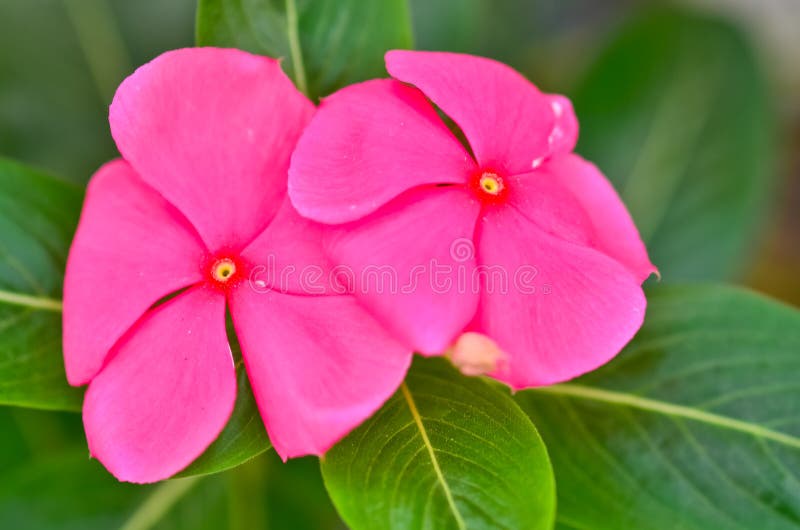 La Flor Del Vinca De La Belleza Foto de archivo - Imagen de asia ...