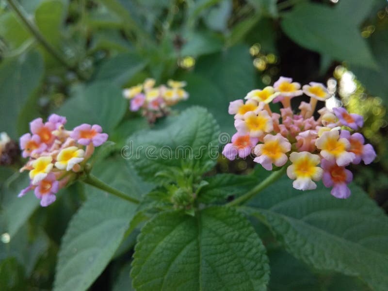 La flor es un amor imagen de archivo. Imagen de peligro - 123668991