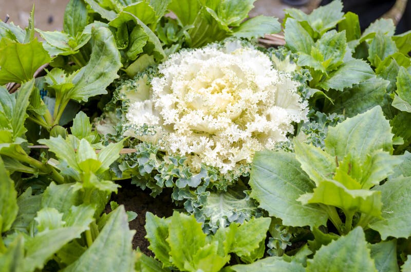 La Flor Tiene Gusto De La Coliflor Imagen de archivo - Imagen de fresco ...