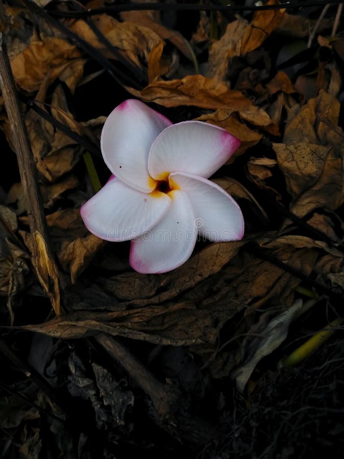 La Flor Marchita En Las Hojas Es Tan Seca Foto de archivo - Imagen de ...