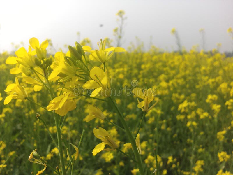 La flor real en el campo imagen de archivo. Imagen de cosecha - 82906325