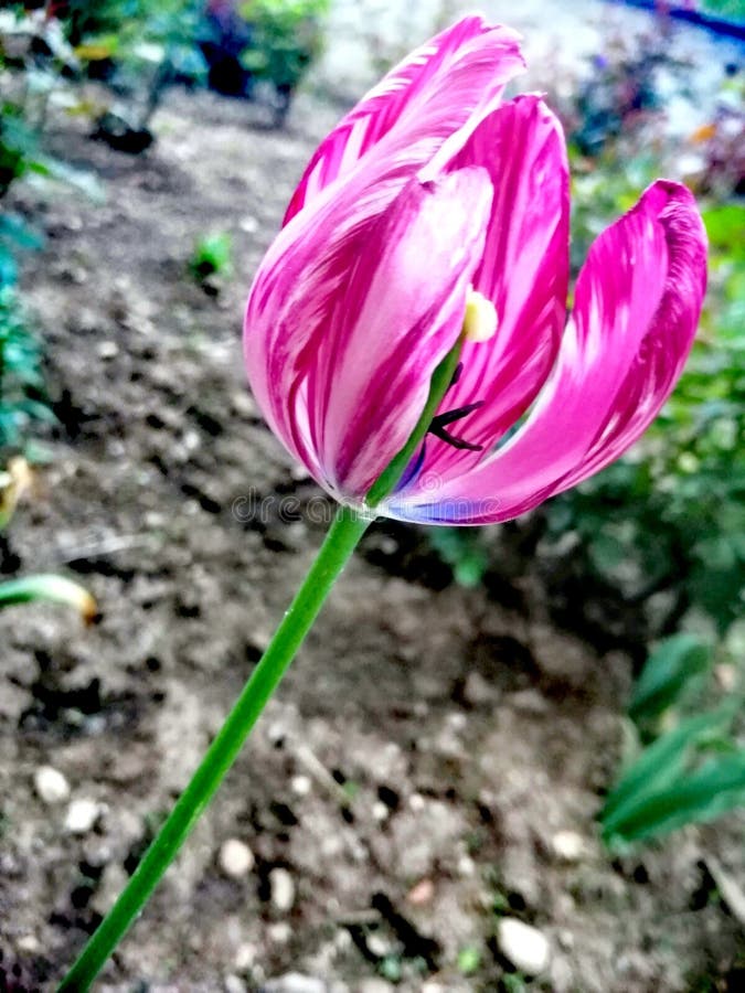 Flor quebrada imagen de archivo. Imagen de quebrada, flor - 77726905