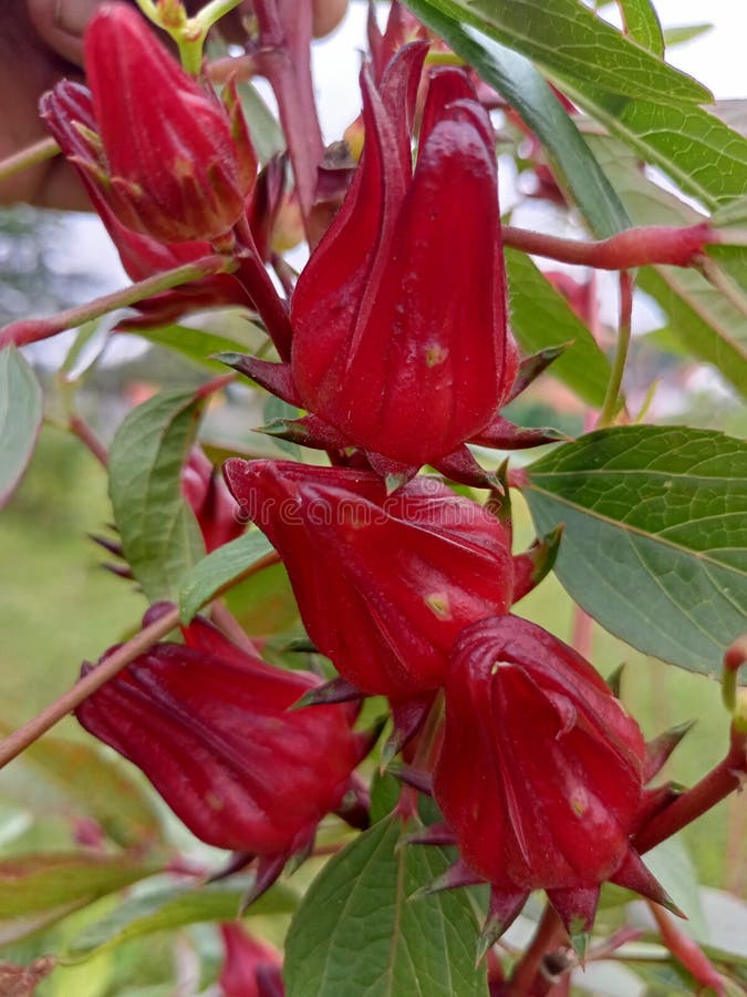 La flor rosella imagen de archivo. Imagen de alimento - 262337077
