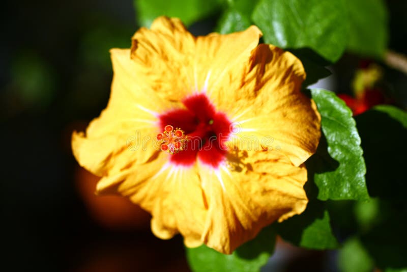 Detalle Color De Rosa Del Chino Del Interior De La Flor Imagen de ...