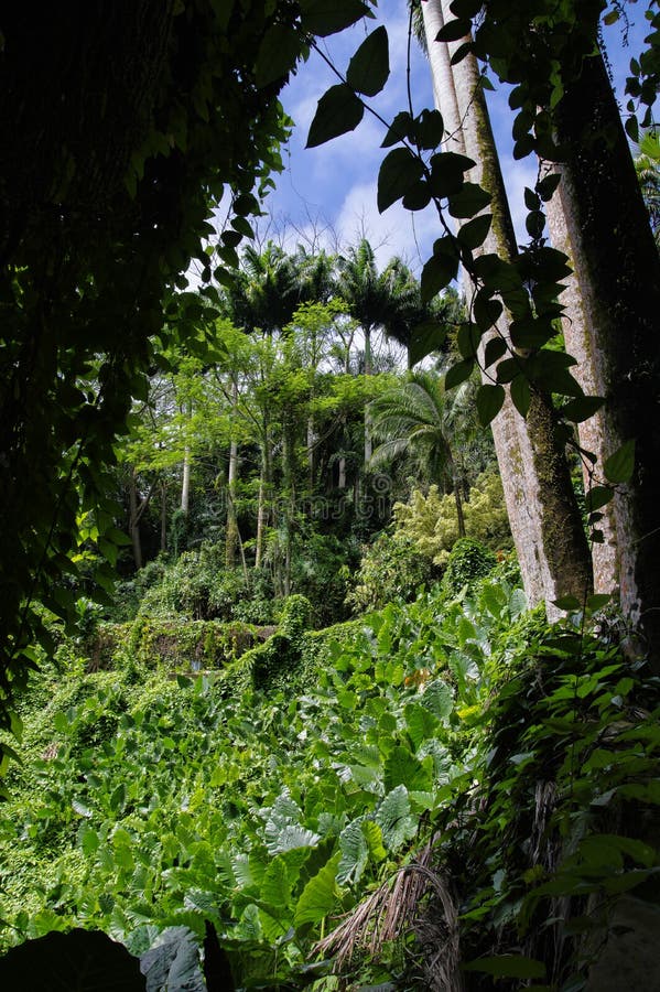La Foresta Equatoriale Con Gli Alberi Ed I Cespugli Immagine Stock ...
