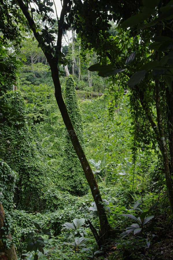 La Foresta Equatoriale Con Gli Alberi Ed I Cespugli Immagine Stock ...