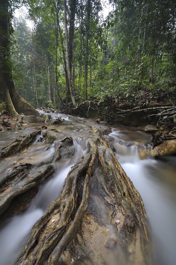 La Foresta Equatoriale Con Gli Alberi Ed I Cespugli Fotografia Stock ...
