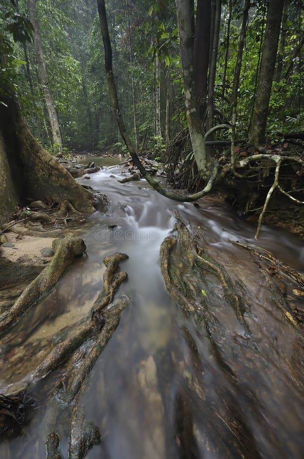La Foresta Equatoriale Con Gli Alberi Ed I Cespugli Immagine Stock ...