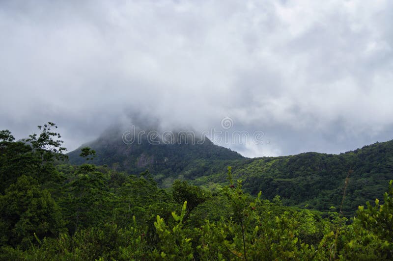 La Foresta Equatoriale, Mahe, Seychelles Fotografia Stock - Immagine di ...