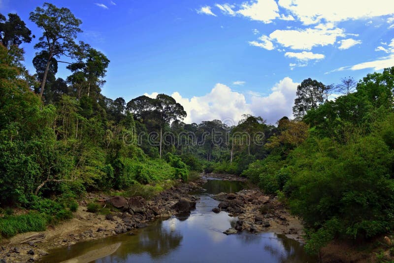 Trekking Nella Foresta Pluviale Del Borneo Fotografia Stock - Immagine ...