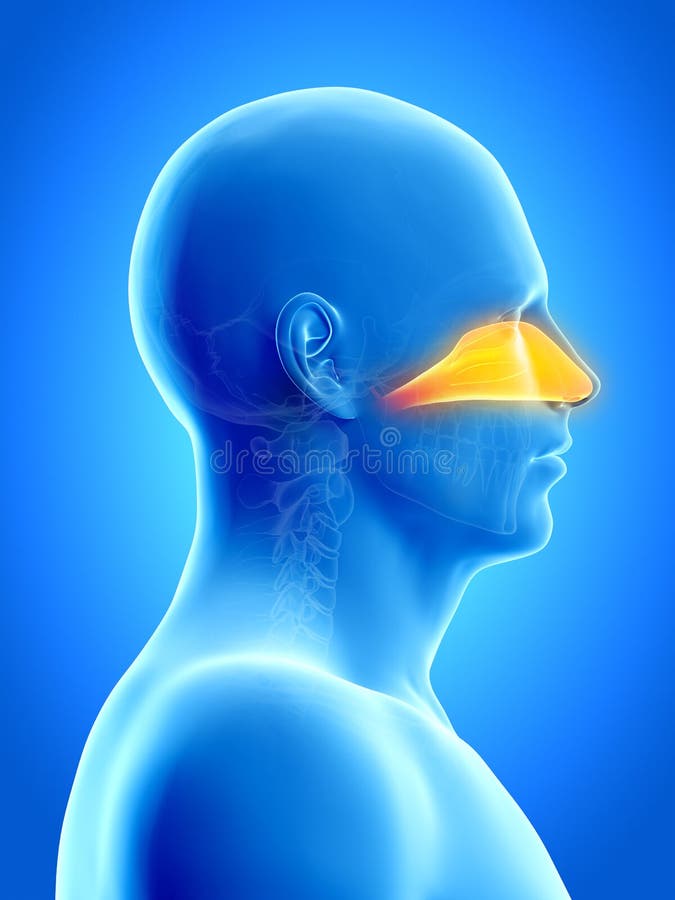 La fosse nasale illustration stock. Illustration du médecine - 39791894