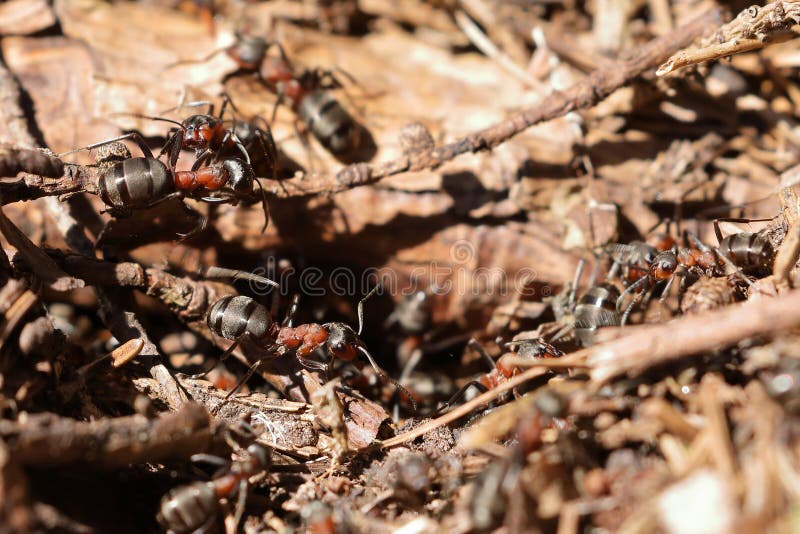 Nid Des Fourmis Et Les Termites Dans Un Arbre Image stock - Image du ...