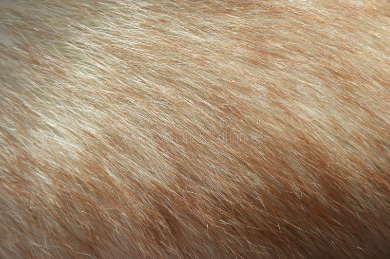 La Fourrure D'un Renard. La Texture De La Fourrure D'animaux. Fond Pour ... La Fourrure D'un Renard. La Texture De La Fourrure D'animaux. Fond Pour ...