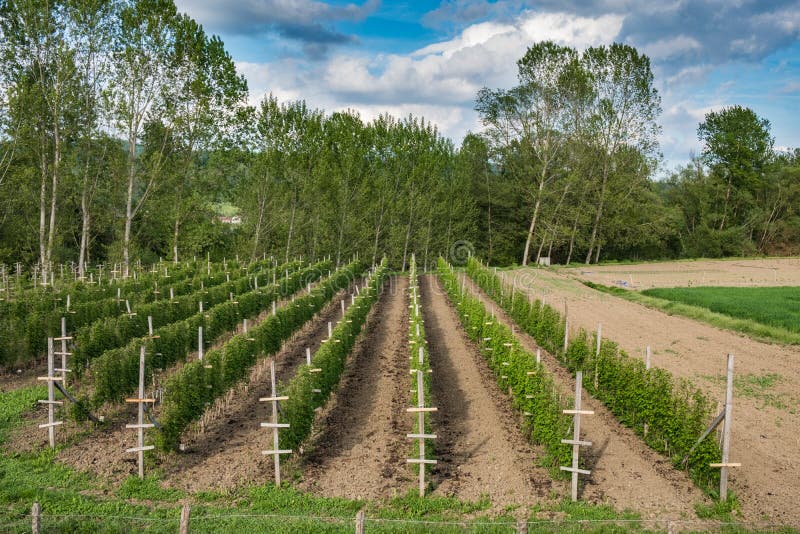 Plantación de frambuesas foto de archivo. Imagen de rancho - 92544080