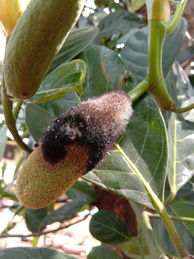 Hongos en fruta imagen de archivo. Imagen de tapajunta - 32296501