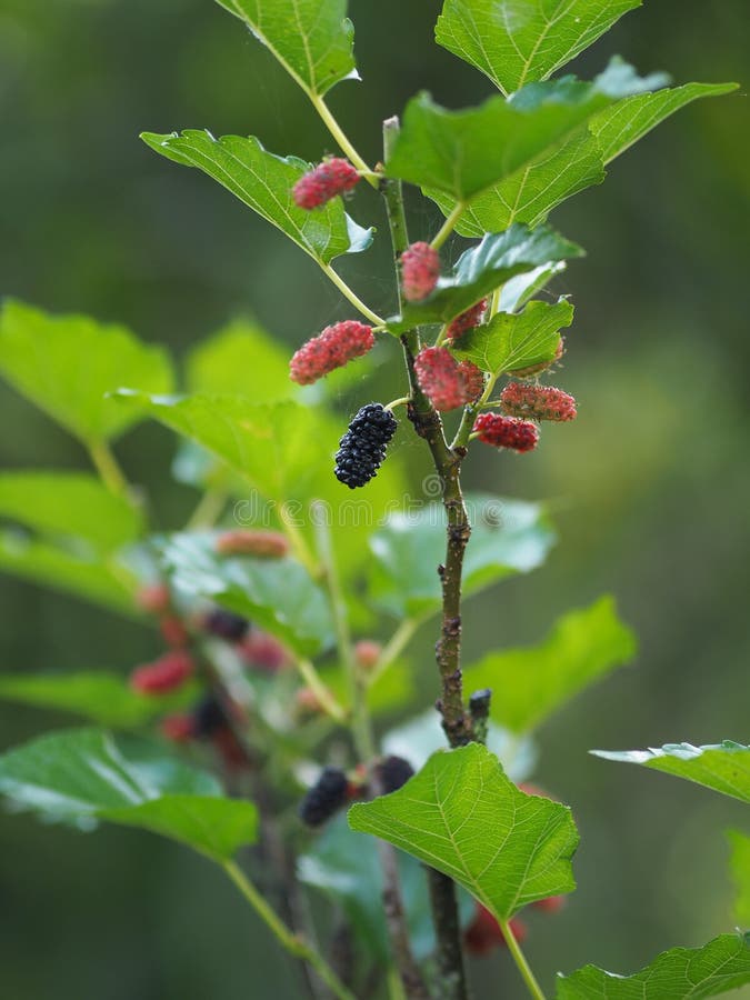 Fruta de la mora foto de archivo. Imagen de rbol, ndano - 92846608