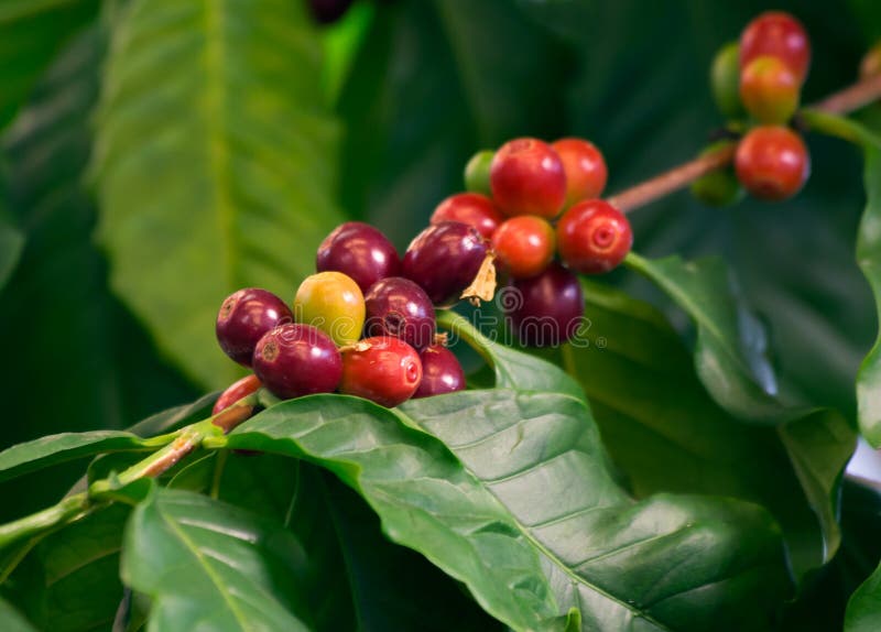 La fruta del cafeto imagen de archivo. Imagen de rural - 66295595