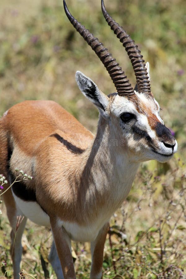 La gacela de THOMSON foto de archivo. Imagen de fauna - 32796084