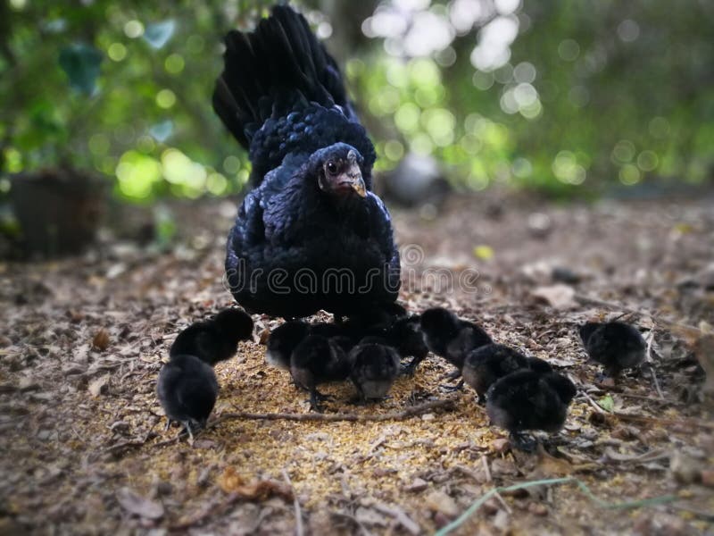 El Bebé Saca A Colación La Parte Posterior Imagen de archivo - Imagen ...