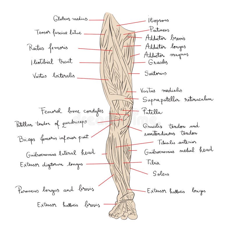 La Gamba Muscles Il Colore Anteriore Illustrazione di Stock ...